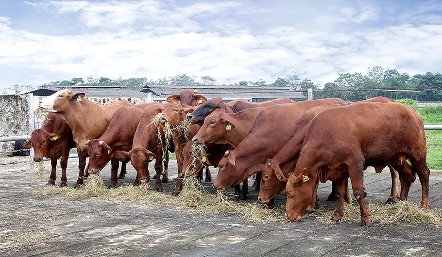 Japfa Comfeed Bersama BCA Berikan KUR untuk Peternak - Iconomics